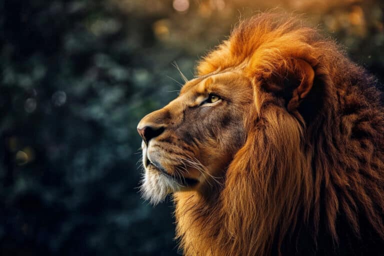 Sigma Rules: Fearless Like A Lion - New Trader U